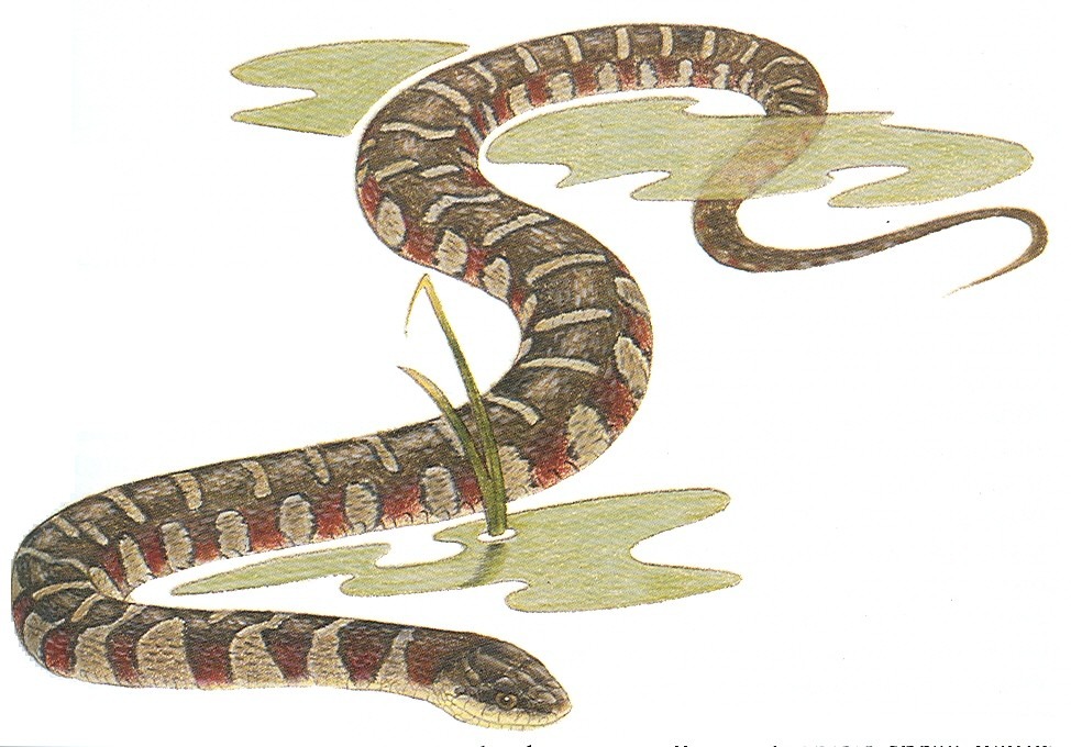 Snakes Identification Game | Creek Connections | Allegheny College