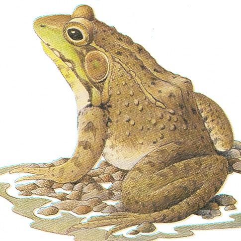 Frogs and Toads Identification Game | Creek Connections | Allegheny College