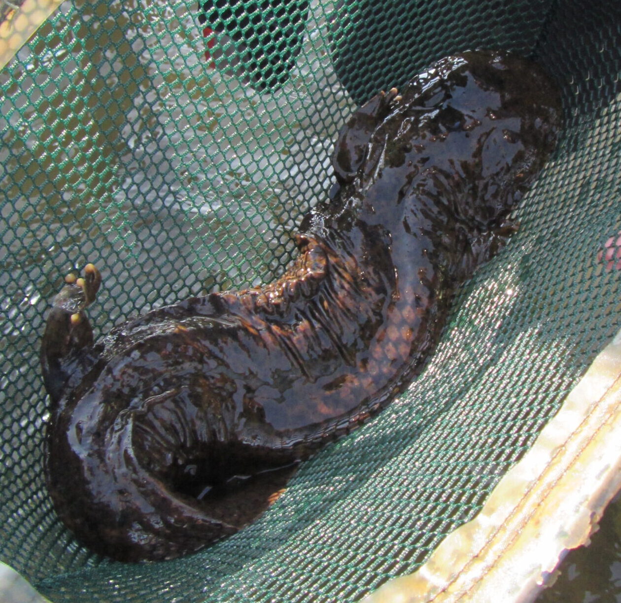 Feature Creatures | Creek Connections | Allegheny College