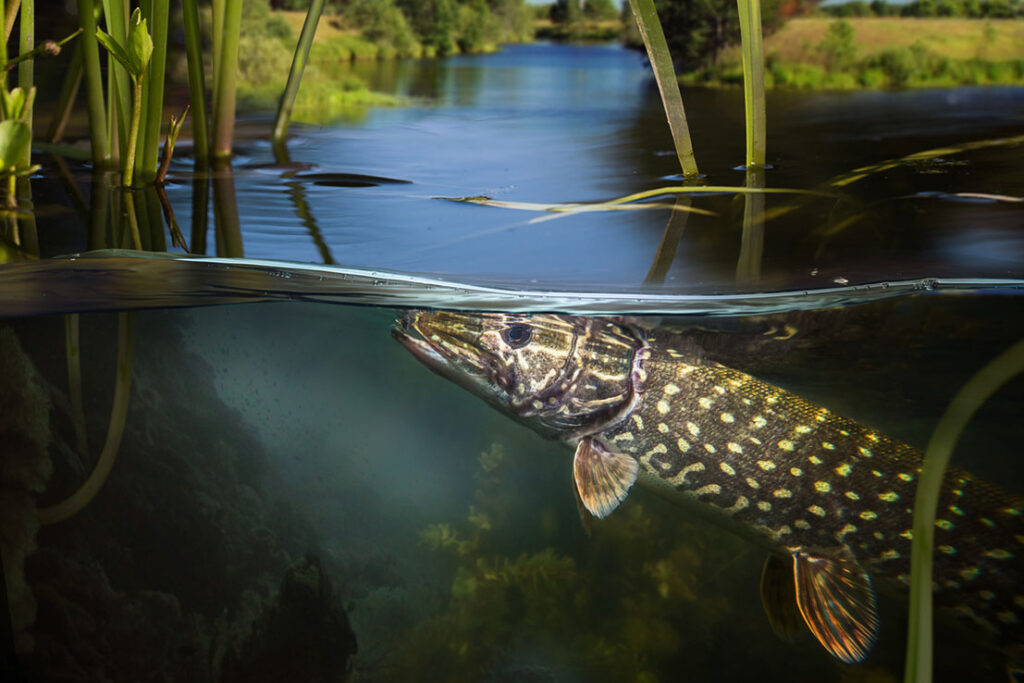 Troubleshooting in Freshwater Ecology | Celebrating 50 Years ...